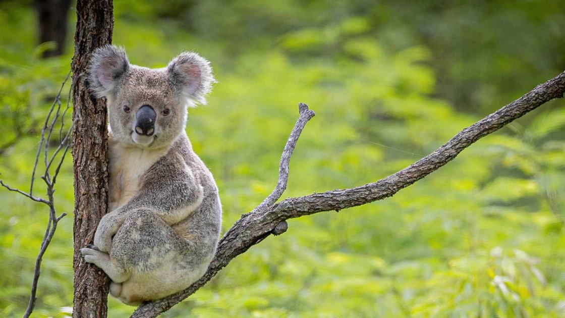 Save Prairie Koalas - stop the wind farm! | Save Prairie's Koalas ...